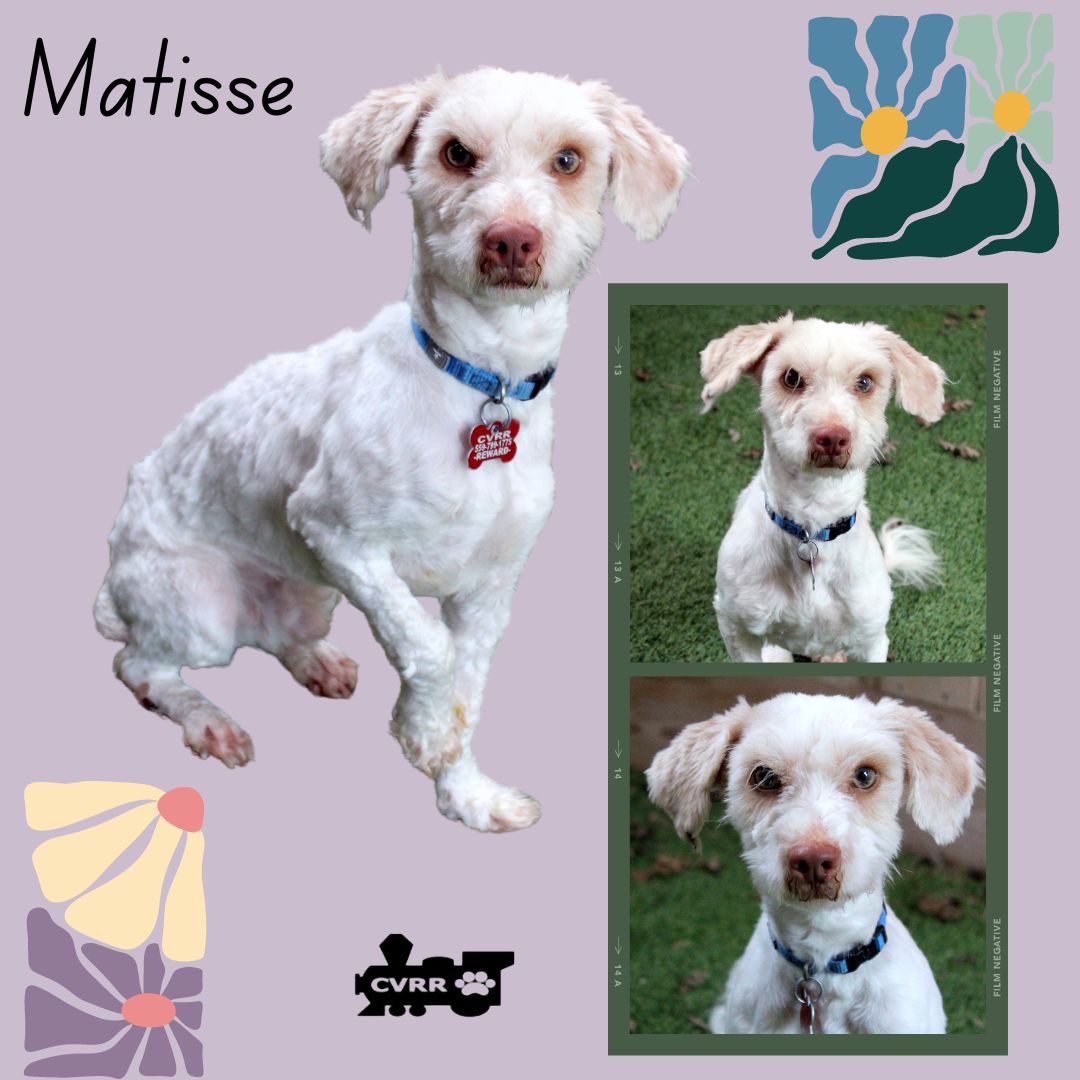Matisse (Ritzy)'s Web Page