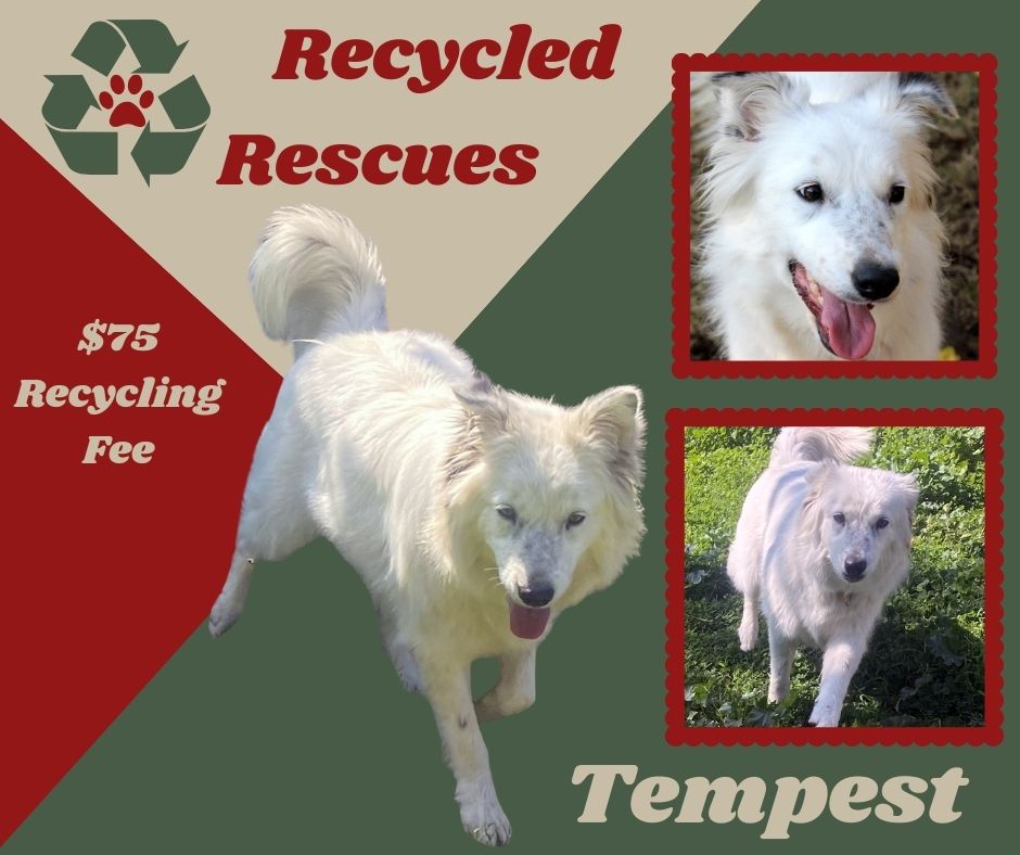Dog for Adoption - Tempest (Recycle), a Border Collie in Sanger, CA ...