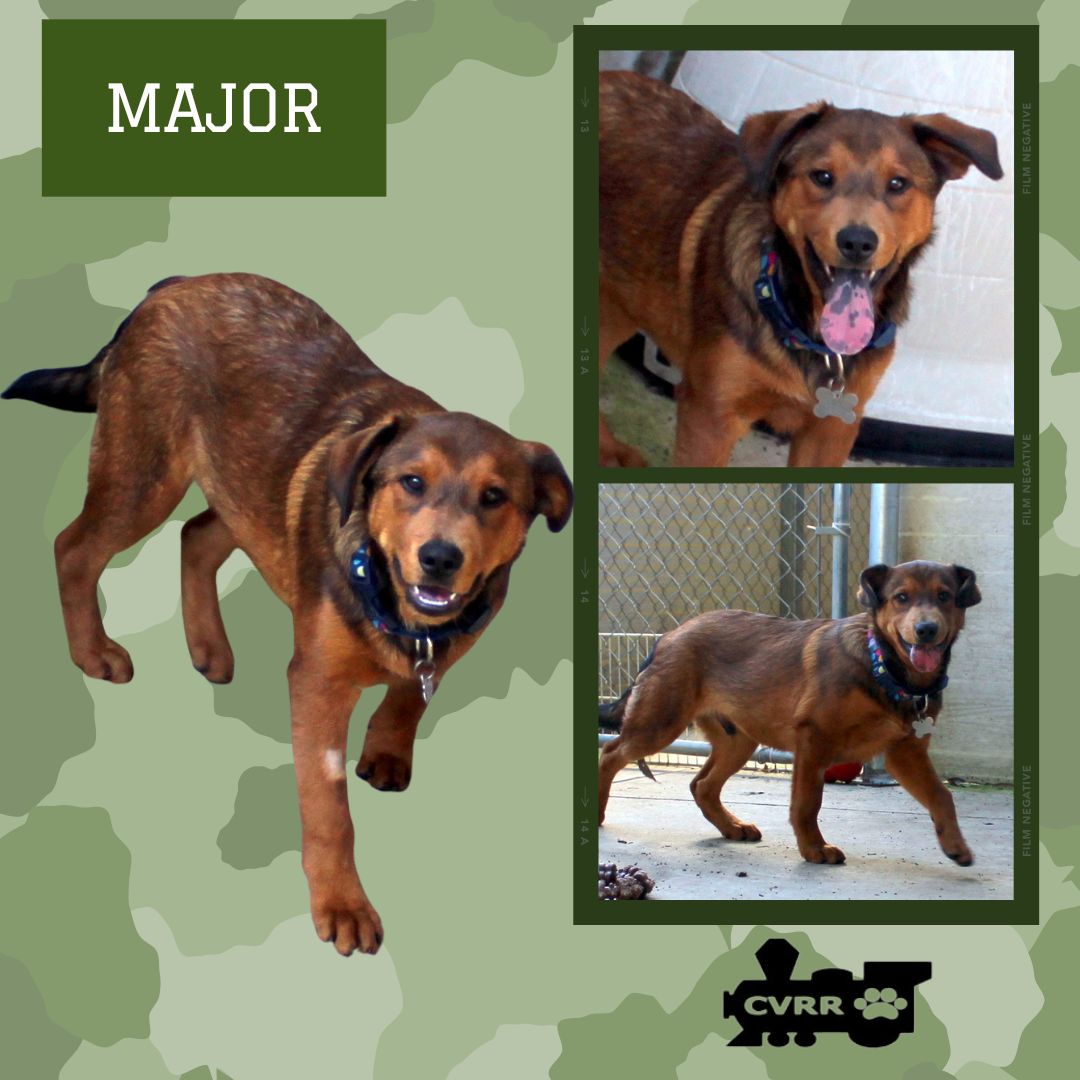 Major (Puppy)'s Web Page