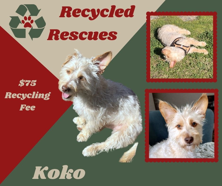Koko (Recycle)'s Web Page