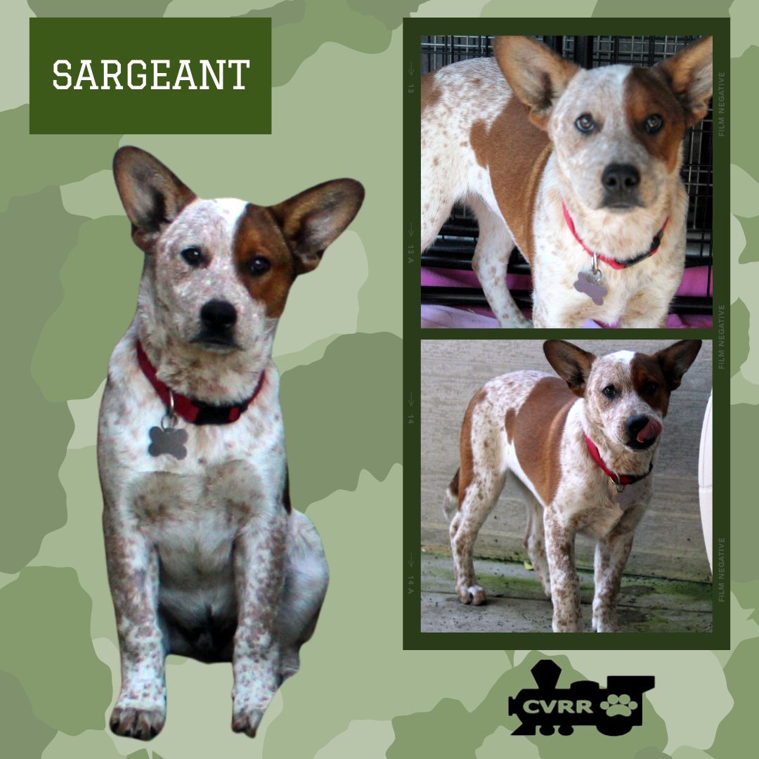 Sergeant (Puppy)'s Web Page