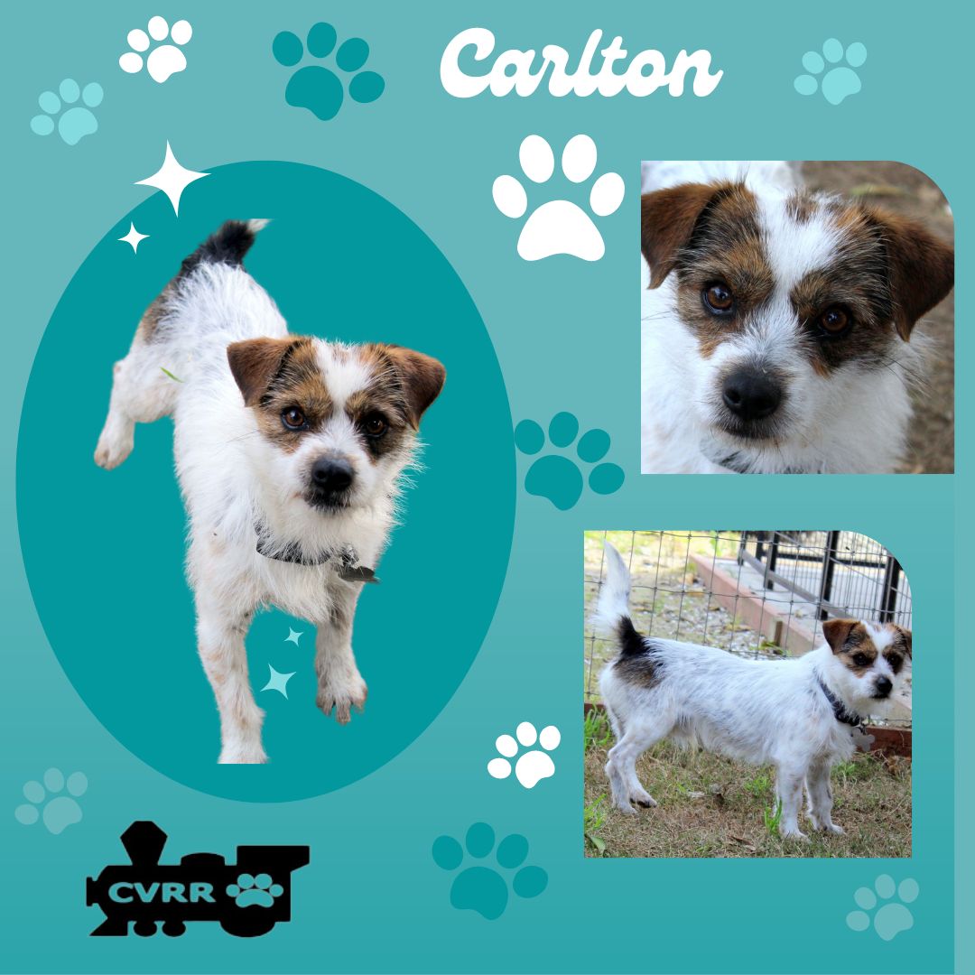Carlton's Web Page