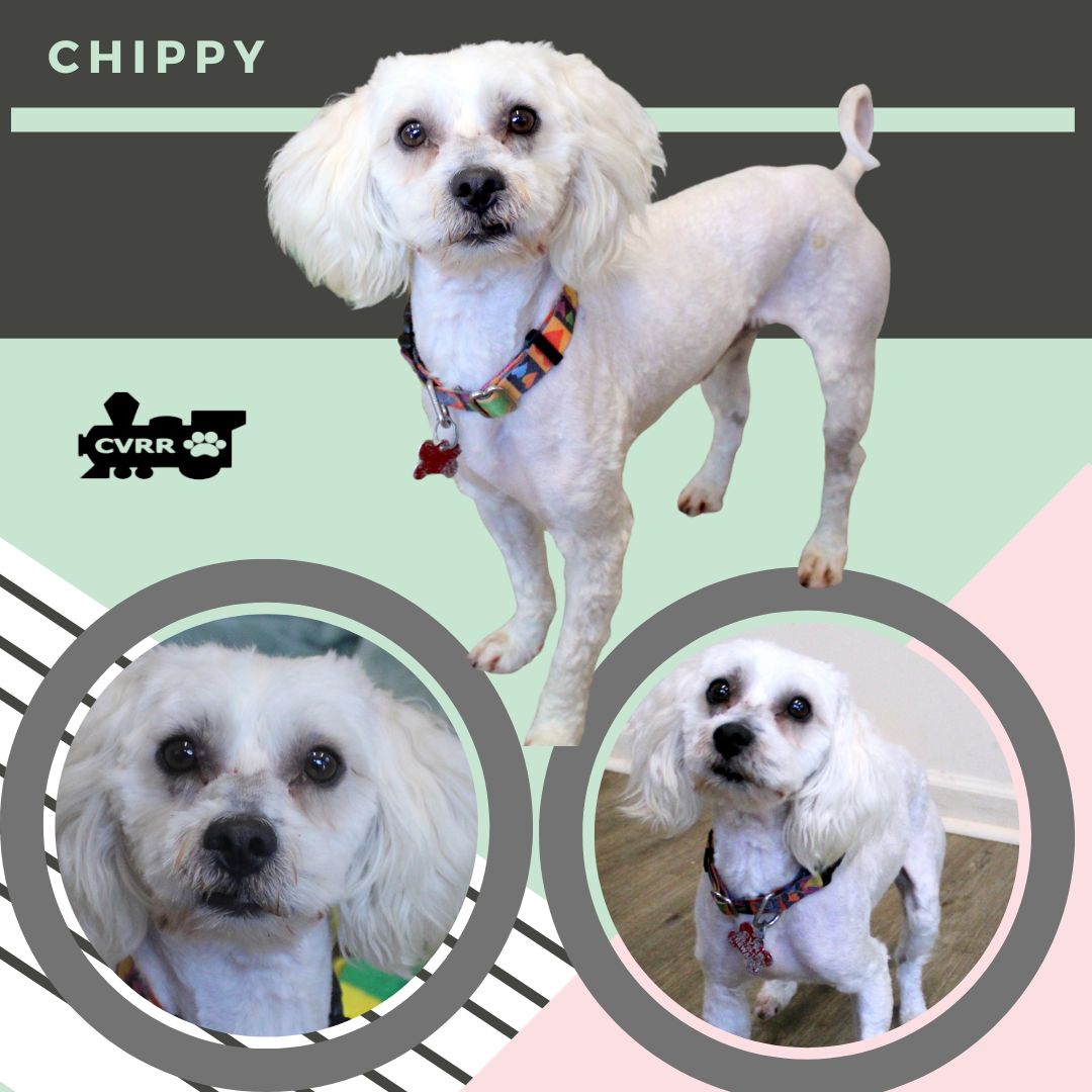 Chippy (Ritzy)'s Web Page