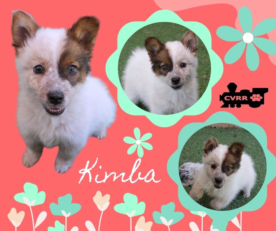 Kimba(Puppy)'s Web Page