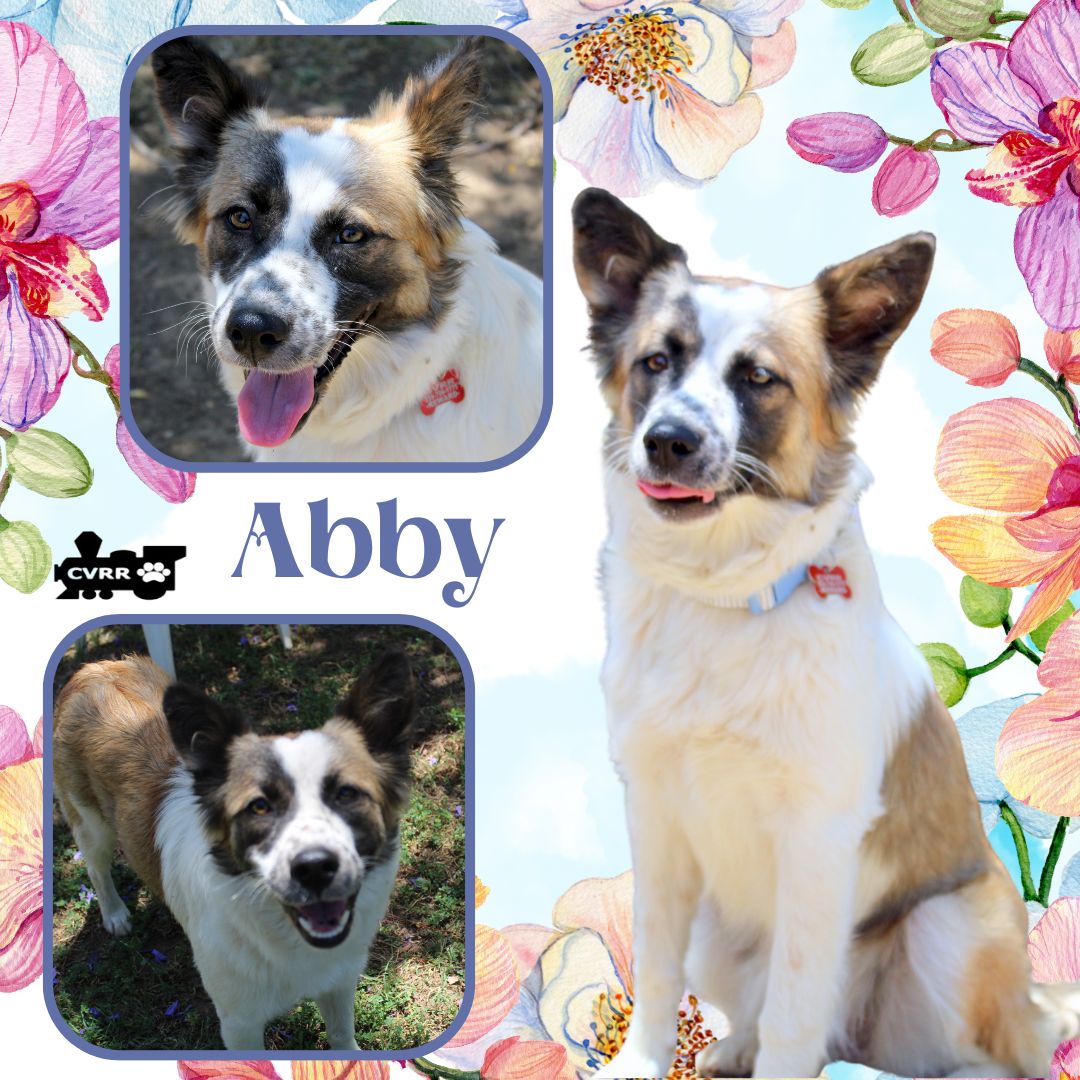 Abby's Web Page