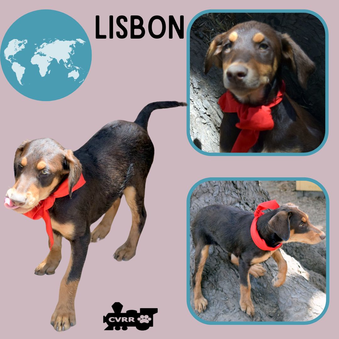 Dog for Adoption - Lisbon (Puppy), a Doberman Pinscher in Sanger, CA ...