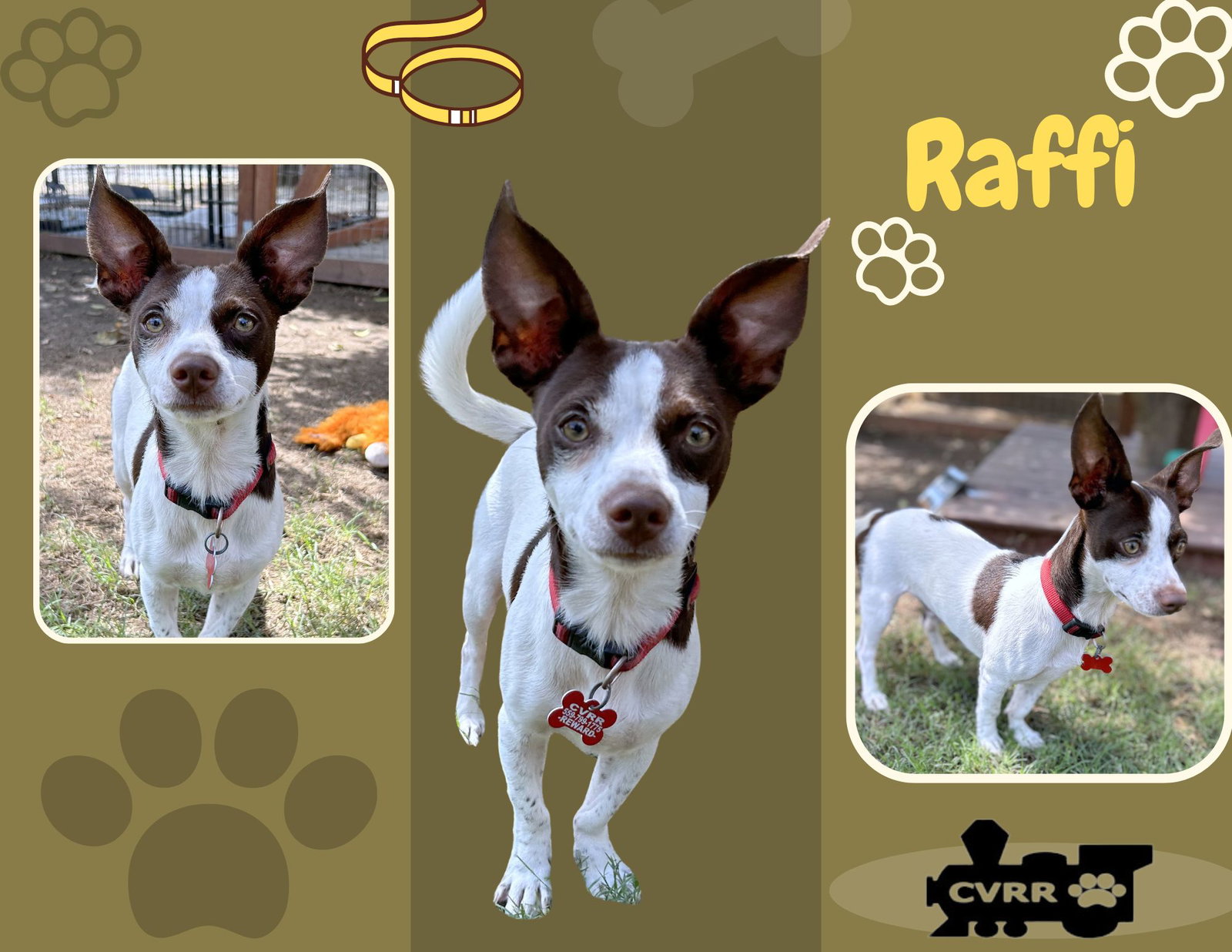 Raffi's Web Page