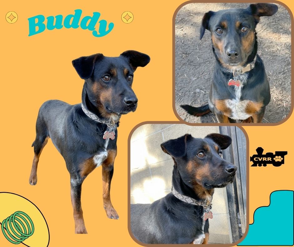 Buddy's Web Page