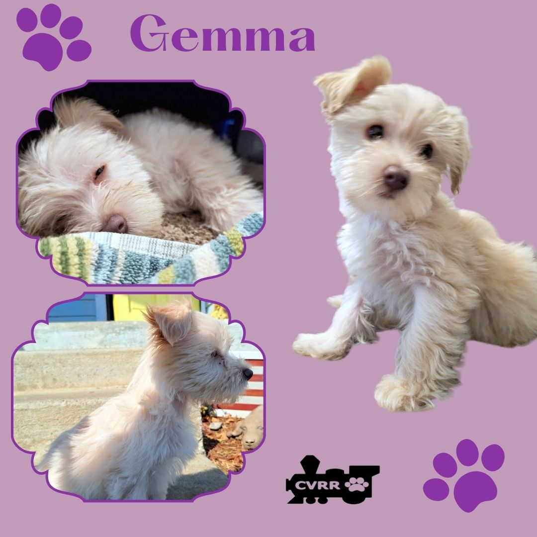 Gemma (Puppy)'s Web Page