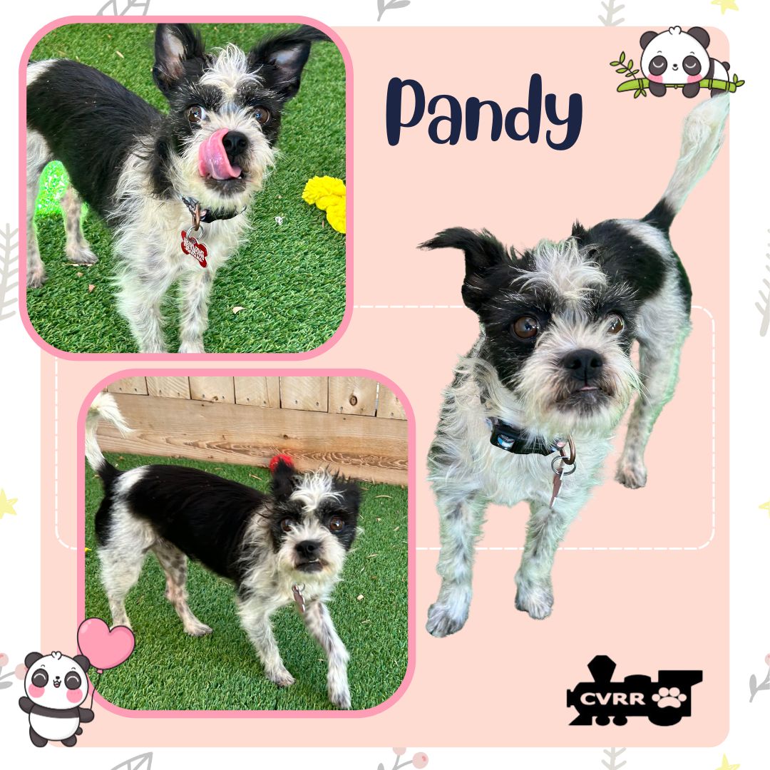 Pandy's Web Page
