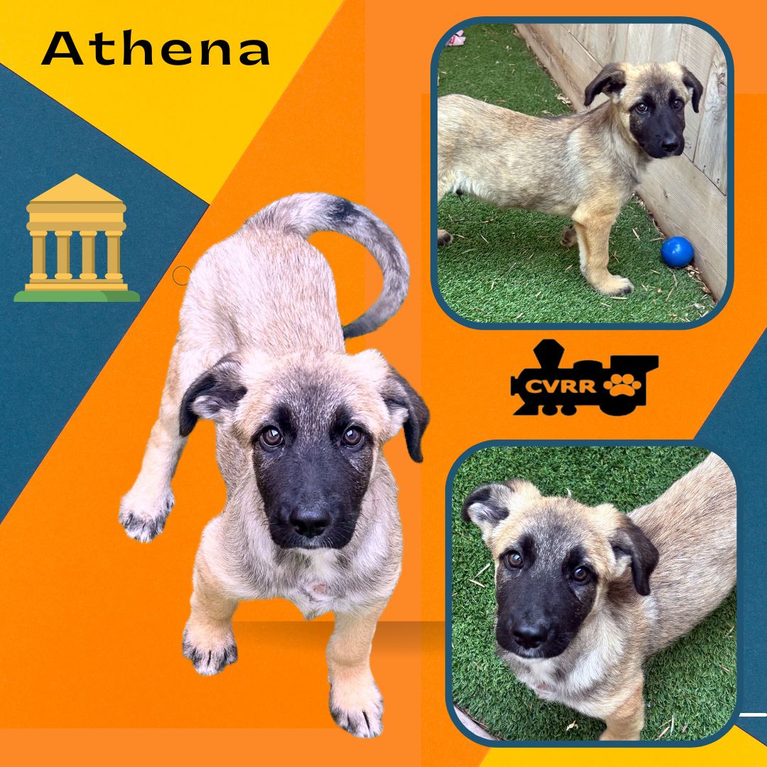 Athena (Puppy)'s Web Page