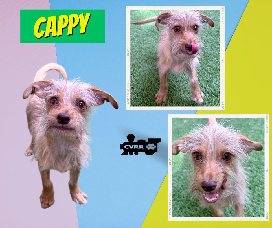 Cappy's Web Page