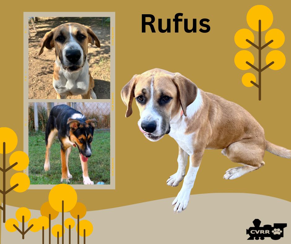 Rufus' Web Page