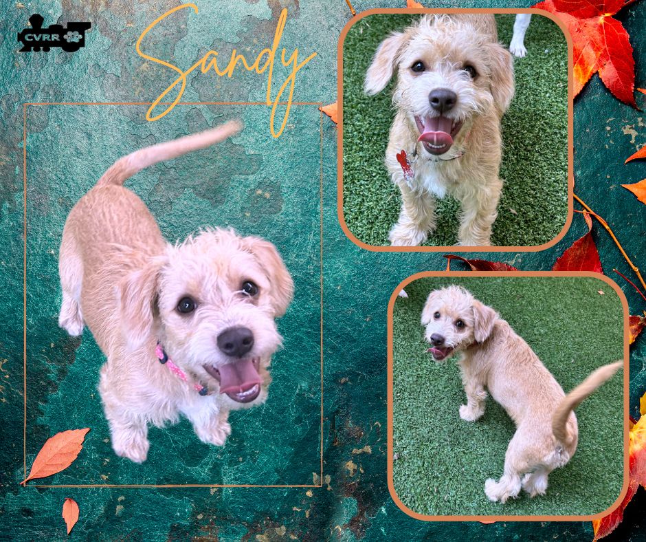Sandy's Web Page