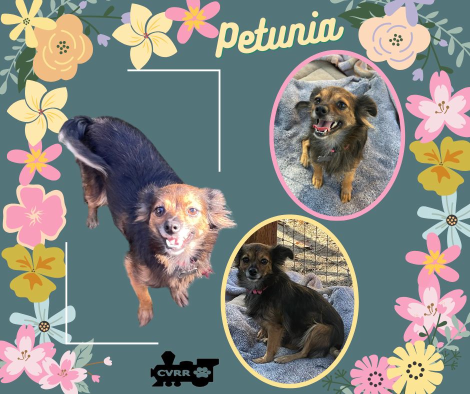 Petunia's Web Page