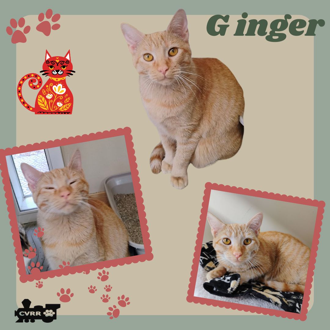 Ginger (Cat)'s Web Page