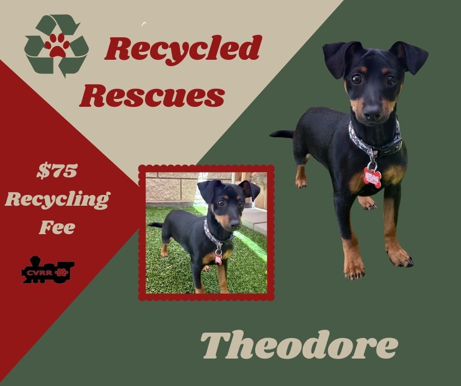 Theodore (Recycle)'s Web Page