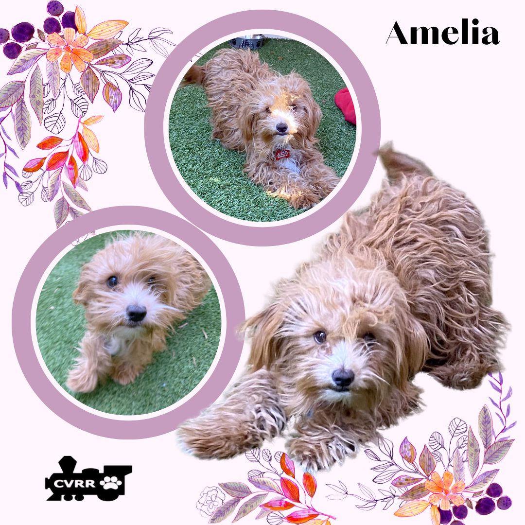 Amelia (Ritzy)'s Web Page