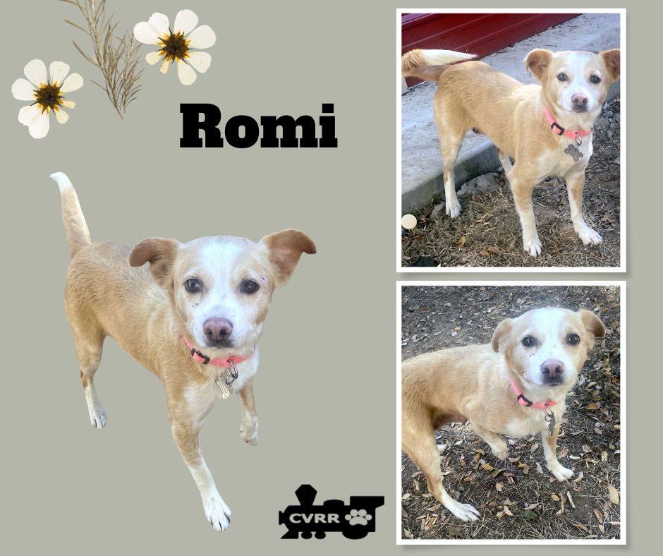 Romi's Web Page