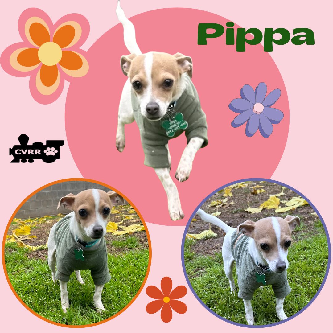 Pippa's Web Page
