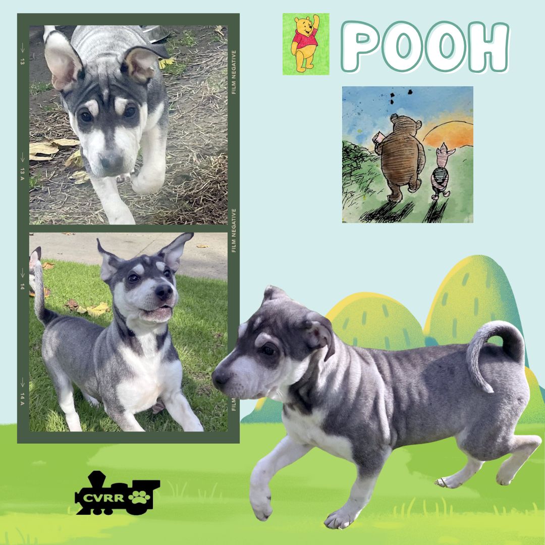 Pooh (Puppy)'s Web Page