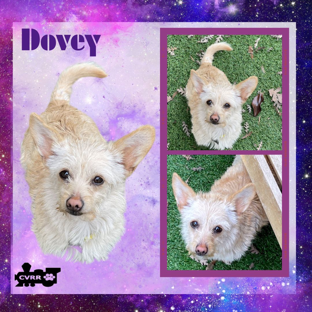 Dovey's Web Page