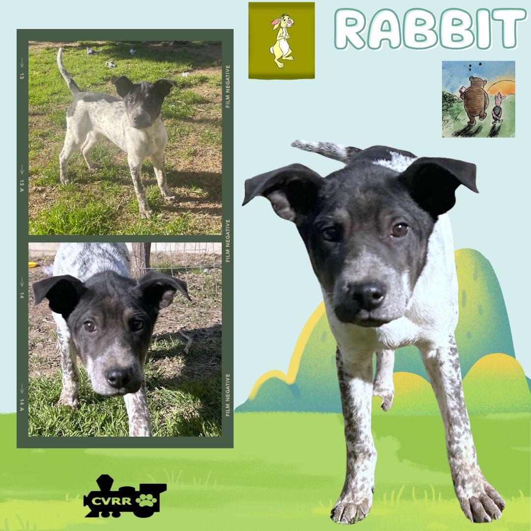 Rabbit (Puppy)'s Web Page