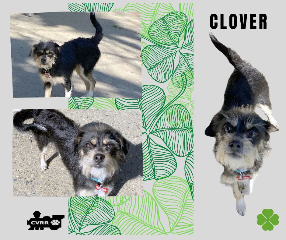 Clover's Web Page