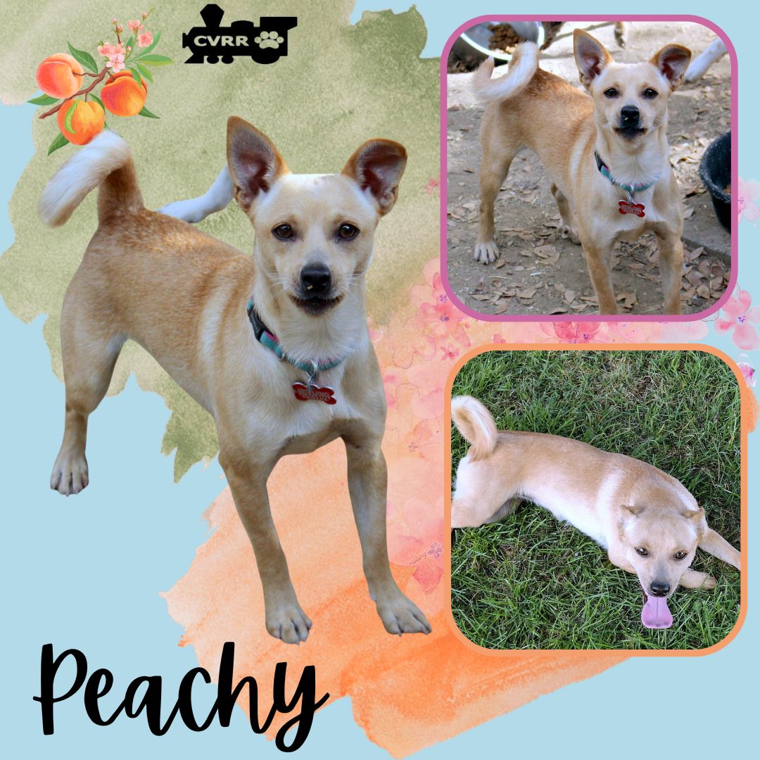 Peachy's Web Page