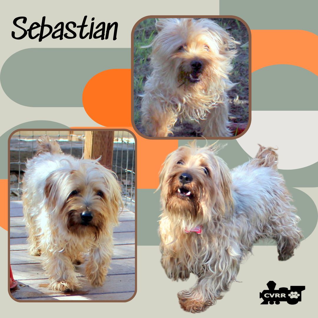 Sebastian (Ritzy)'s Web Page