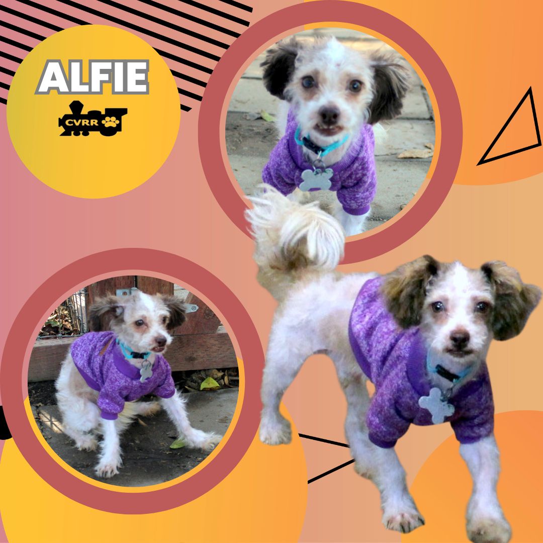 Alfie's Web Page