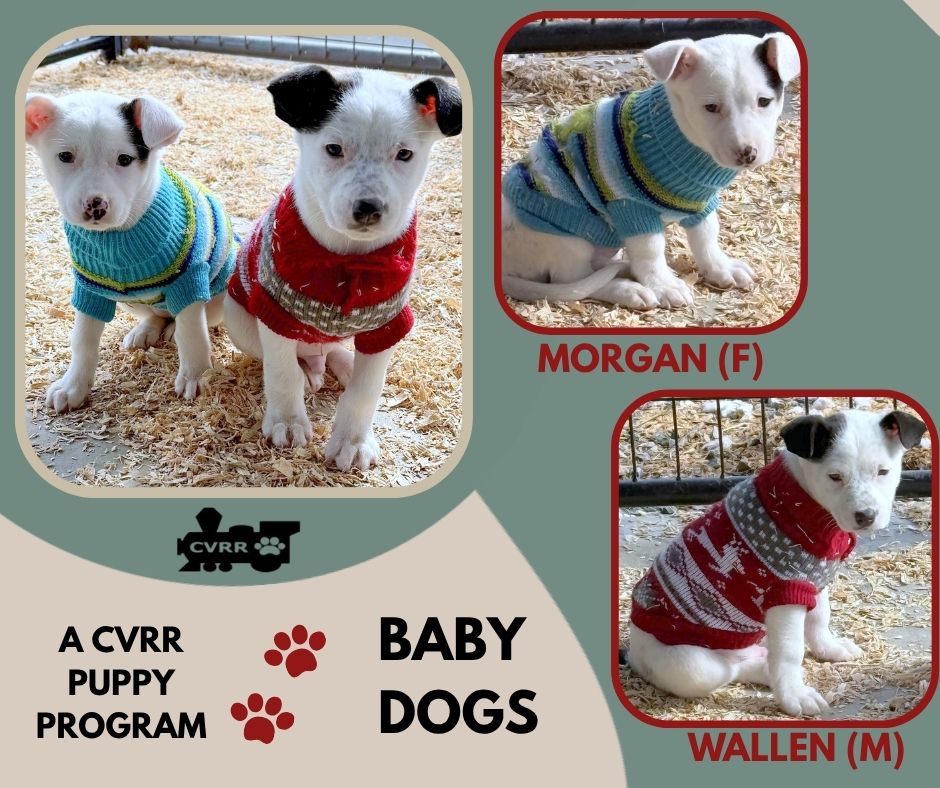 Morgan and Wallen (Puppy)'s Web Page