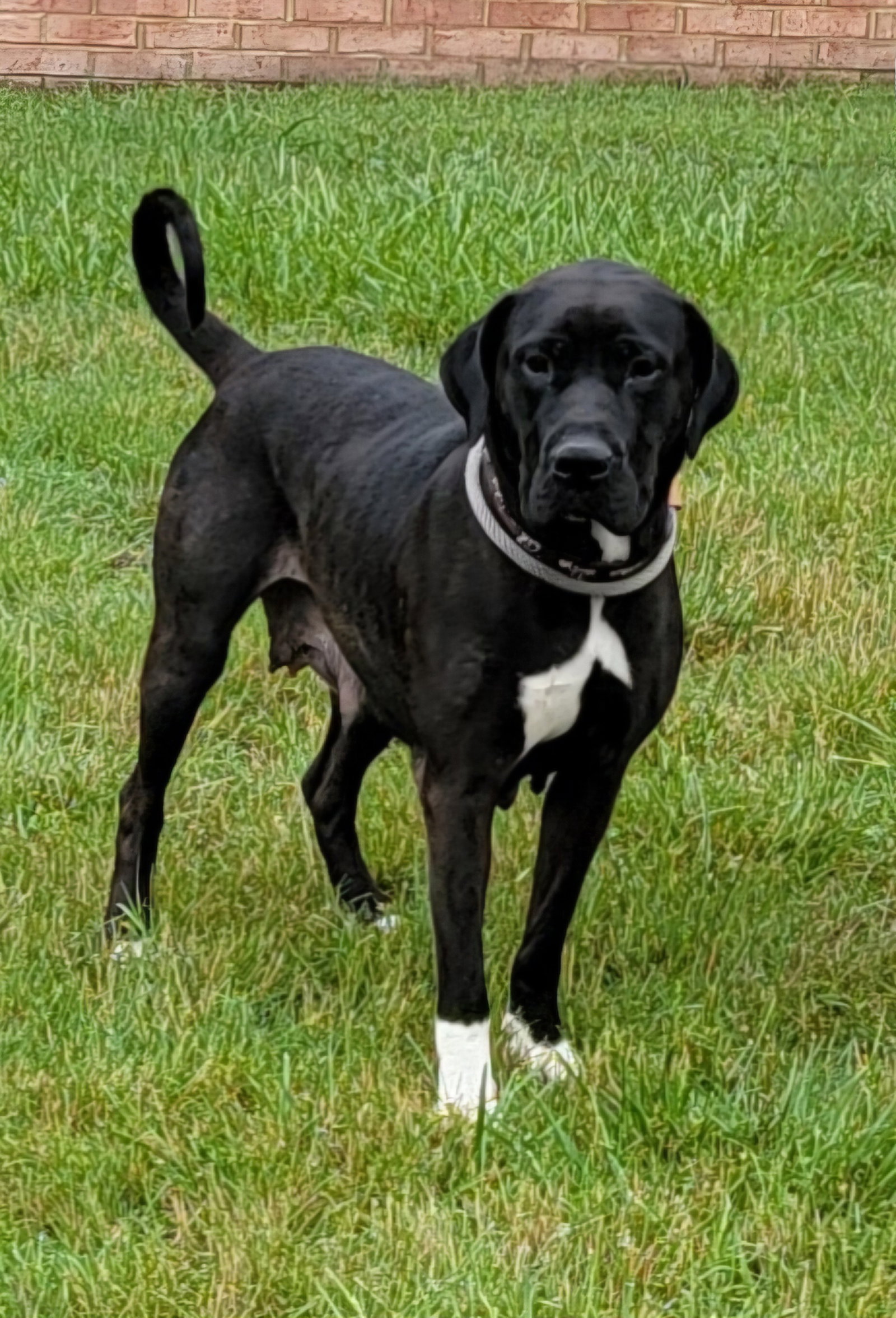 Dog for Adoption - Ms Kitty Russell, a Labrador Retriever in Delmar, DE ...