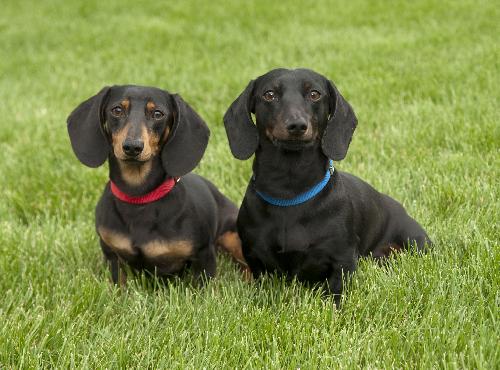 Doogie and Mr Jack's Web Page