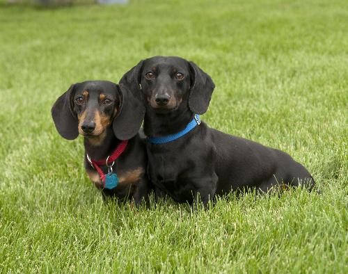 Mr Jack and Doogie's Web Page