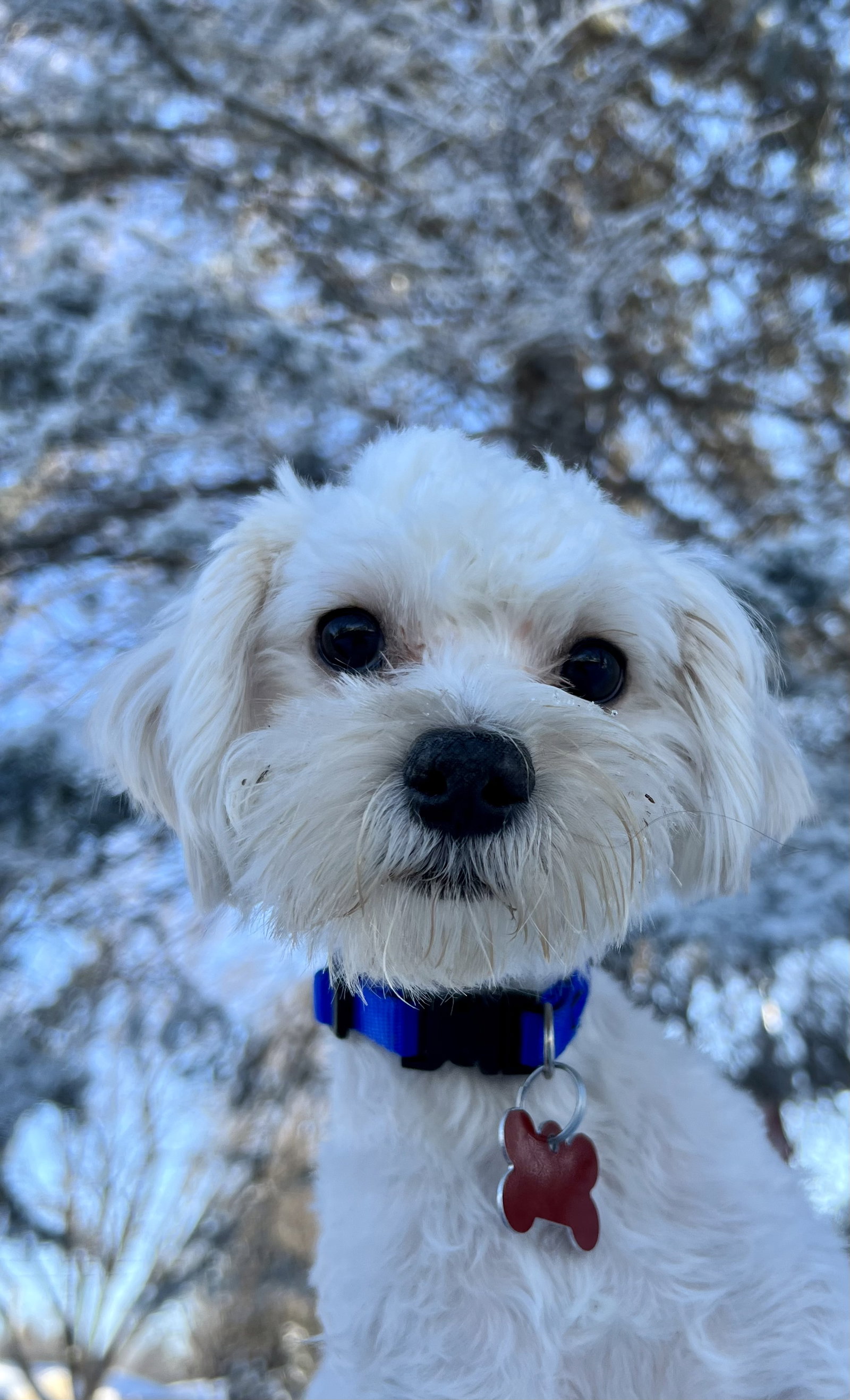 Dog for Adoption - Luigi, a Maltese in Sioux Falls, SD | Alpha Paw