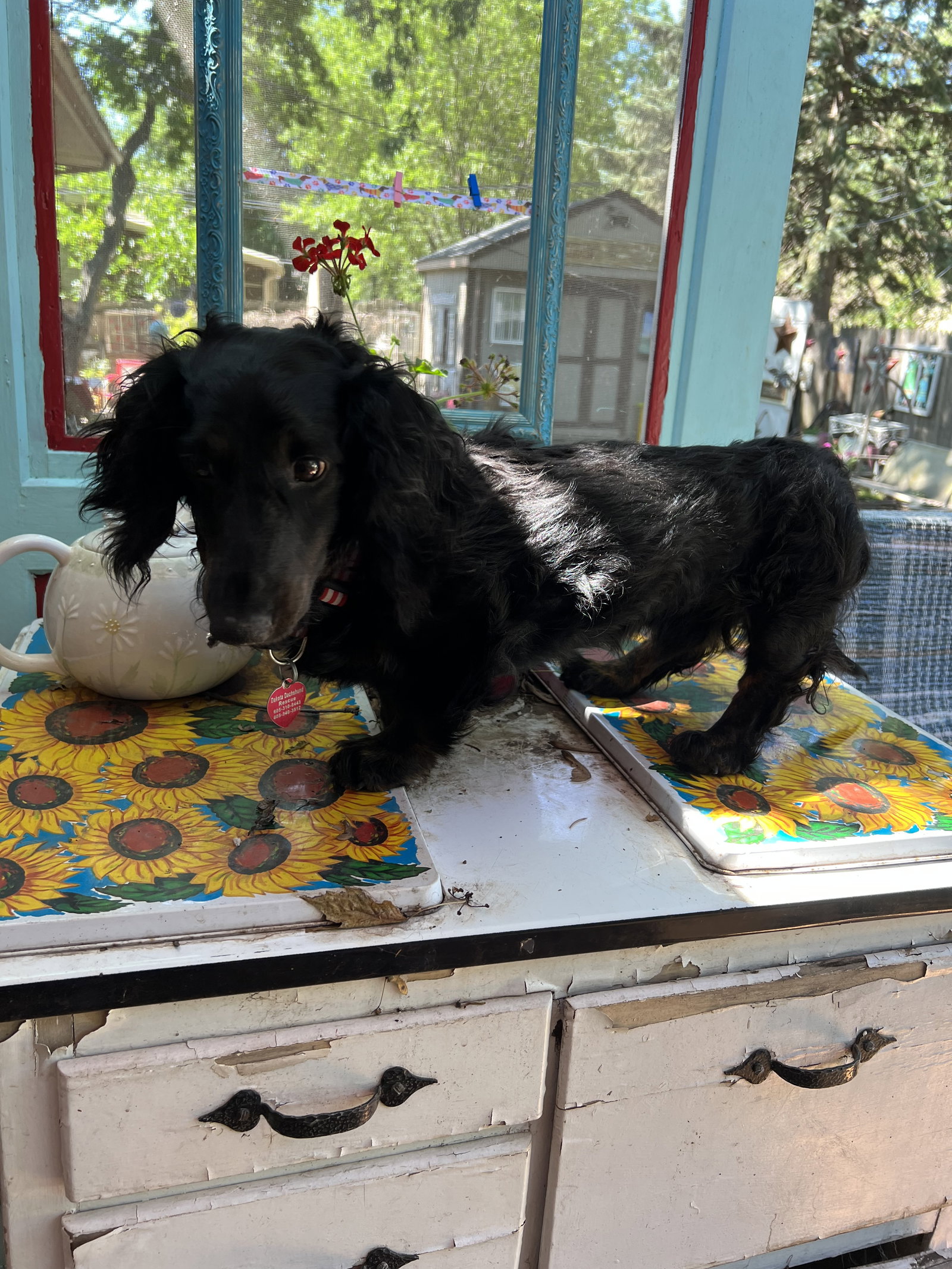 Dog for Adoption - Peter, a Dachshund in Luverne, MN | Alpha Paw