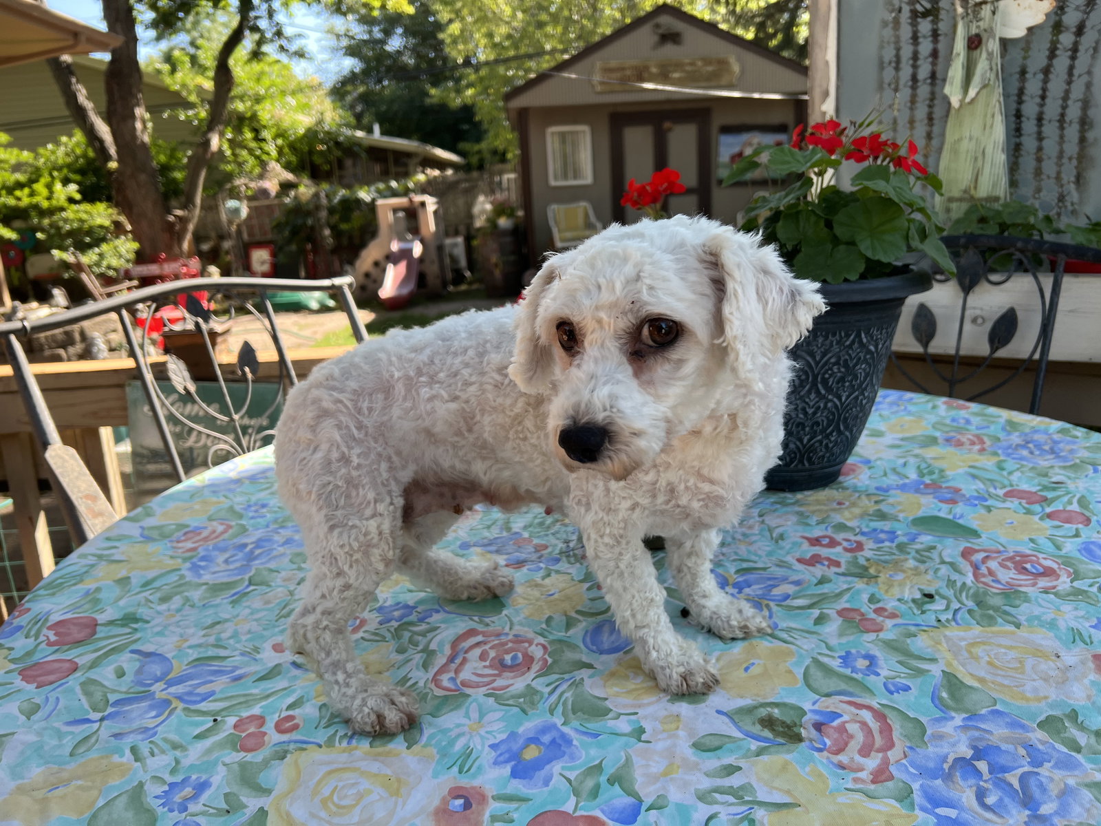 Dog for Adoption - Zelda, a Bichon Frise in Sioux Falls, SD | Alpha Paw