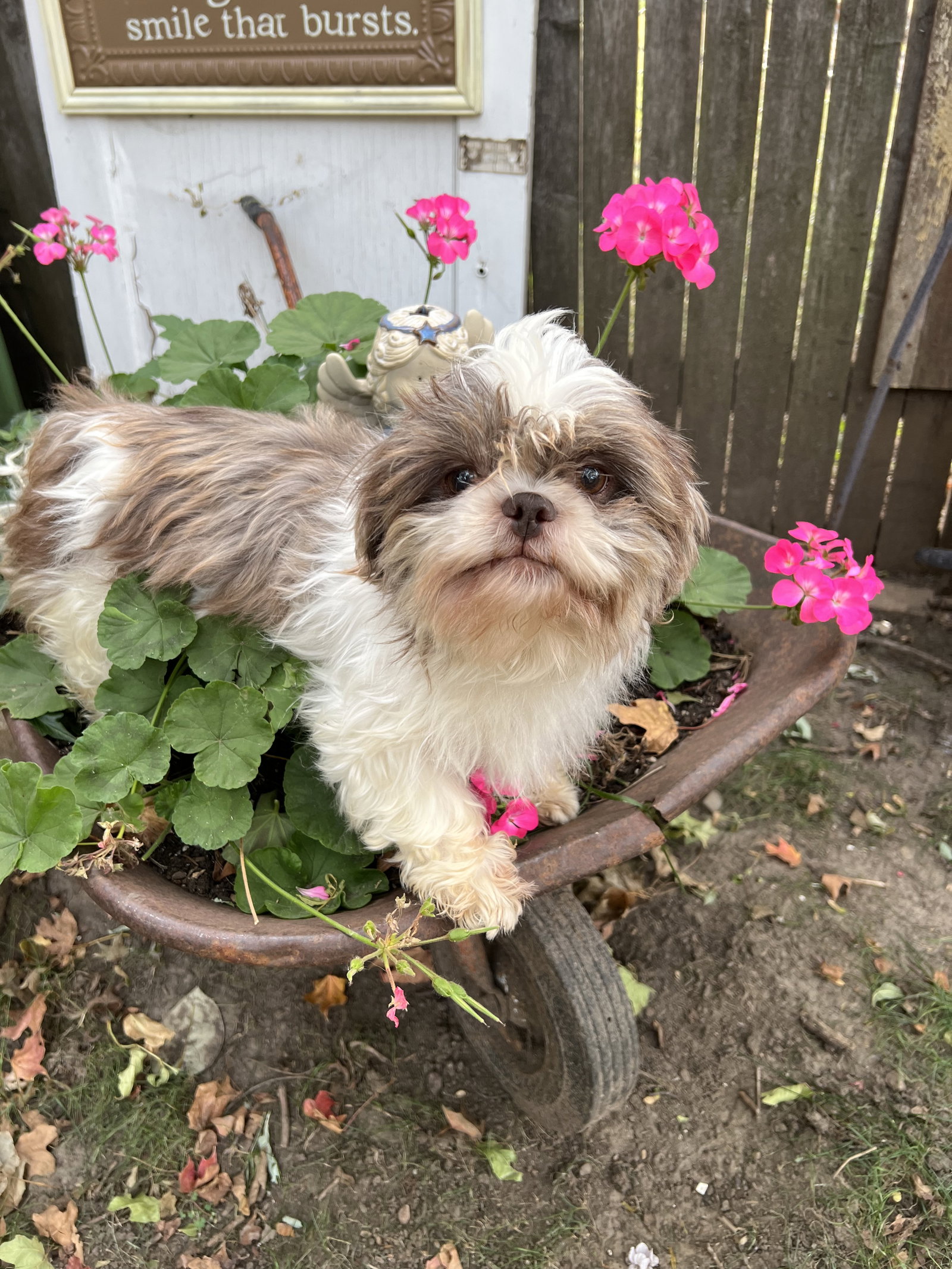 Dog for Adoption - Rue, a Shih Tzu in Sheldon, IA | Alpha Paw