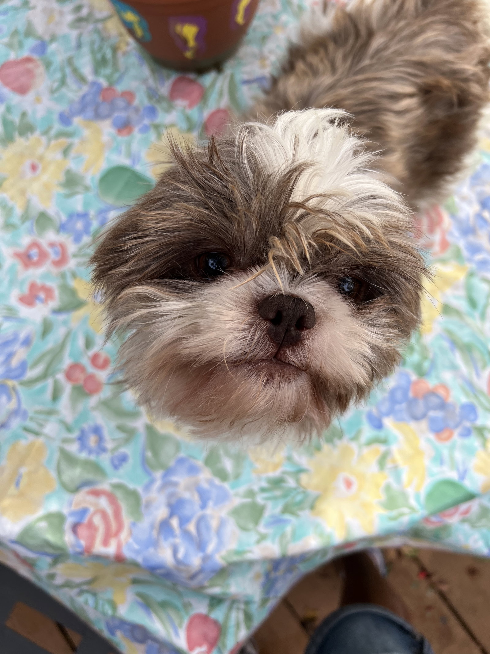 Dog for Adoption - Rue, a Shih Tzu in Sheldon, IA | Alpha Paw