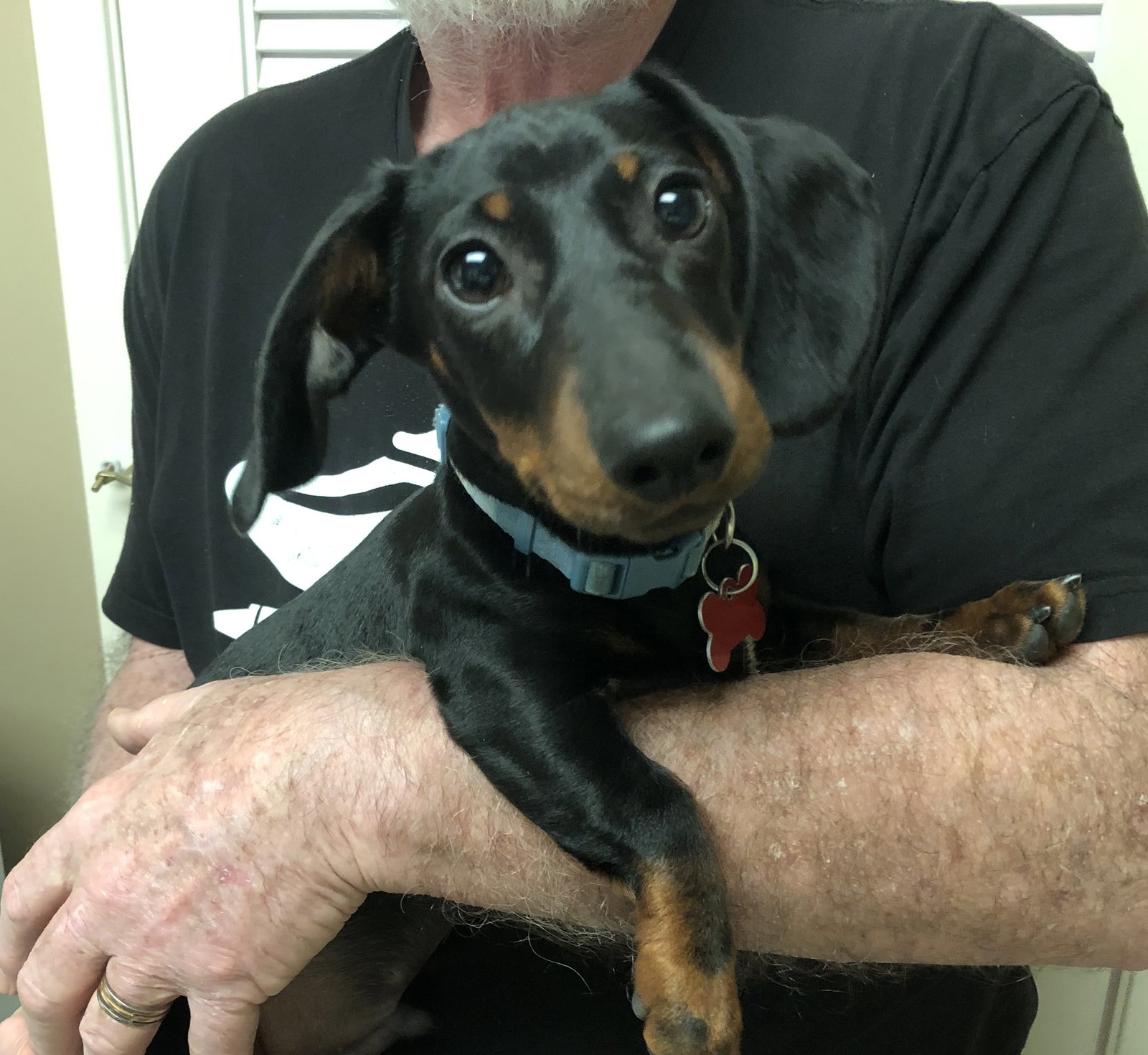 Dog for Adoption - Willy, a Dachshund in George, IA | Alpha Paw