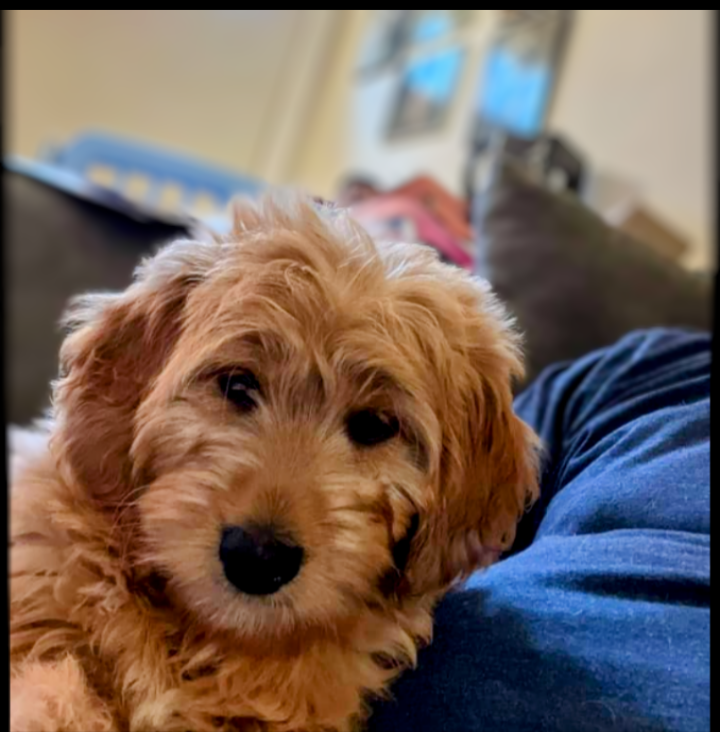 Dog for Adoption - Leo, a Golden Retriever in Brandon, SD | Alpha Paw