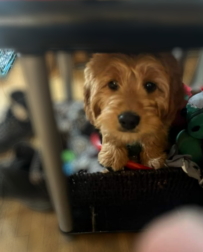 Dog for Adoption - Leo, a Golden Retriever in Brandon, SD | Alpha Paw