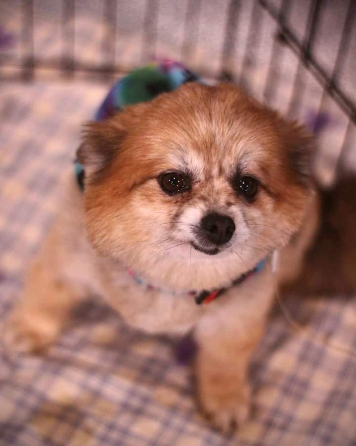 Dog for Adoption - Jazzmine, a Pomeranian in Sioux Falls, SD | Alpha Paw
