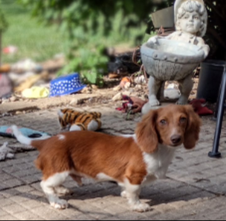 Dog for Adoption - Rigley, a Dachshund in Brandon, SD | Alpha Paw