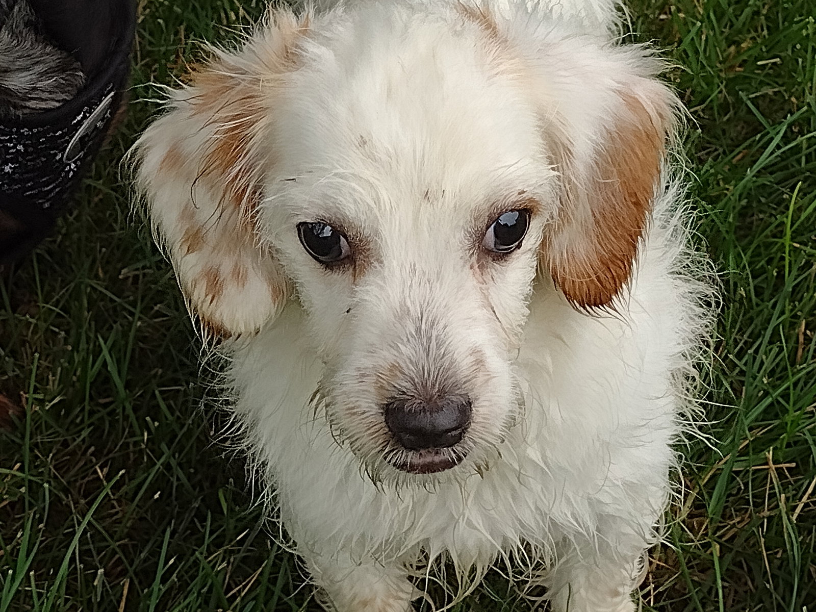 Dog adoption in Sioux Falls, SD 57110: Dachshund / Poodle (unknown type ...
