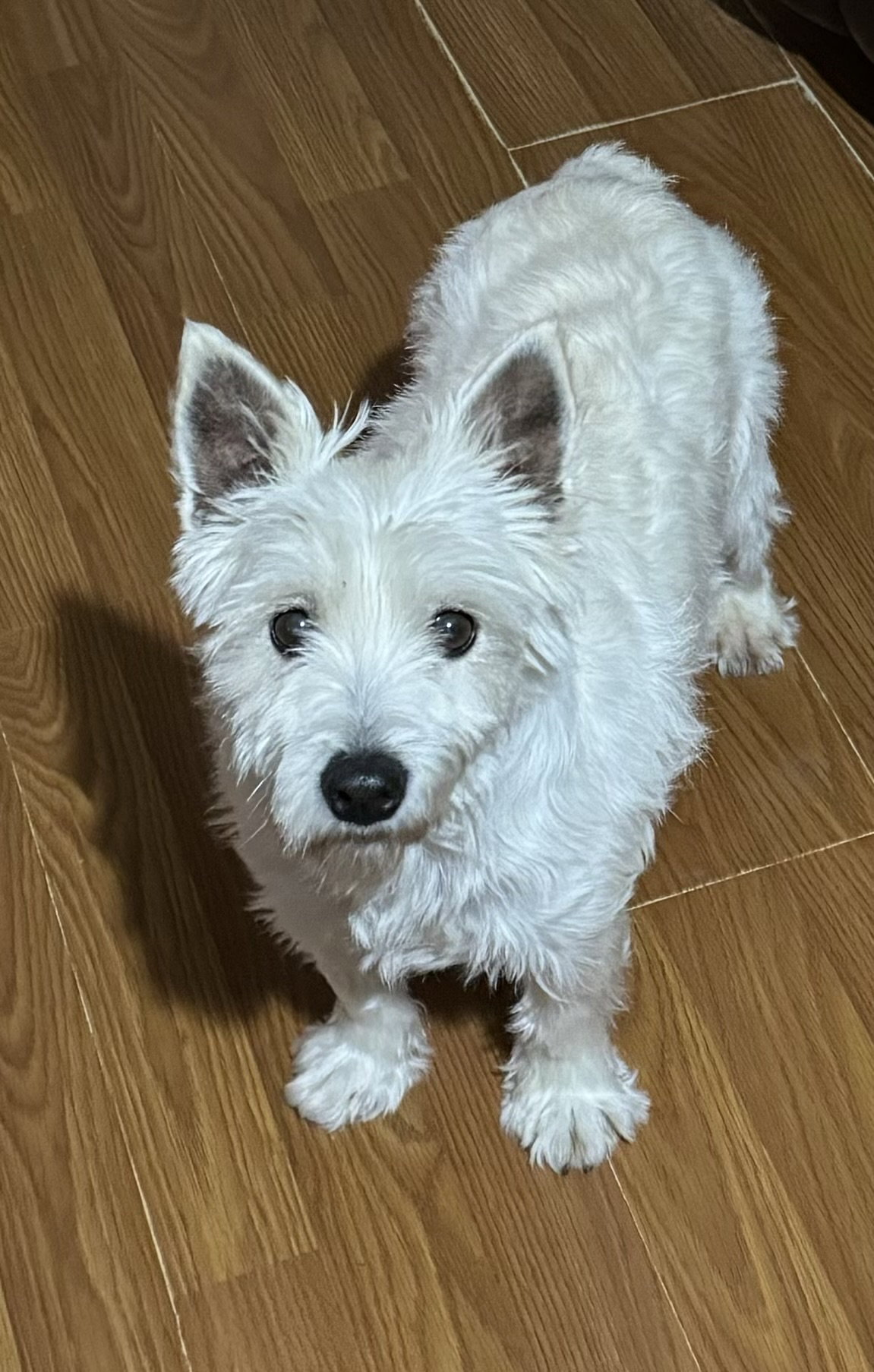 Dog for Adoption - Julie, a West Highland White Terrier Westie in Sioux ...