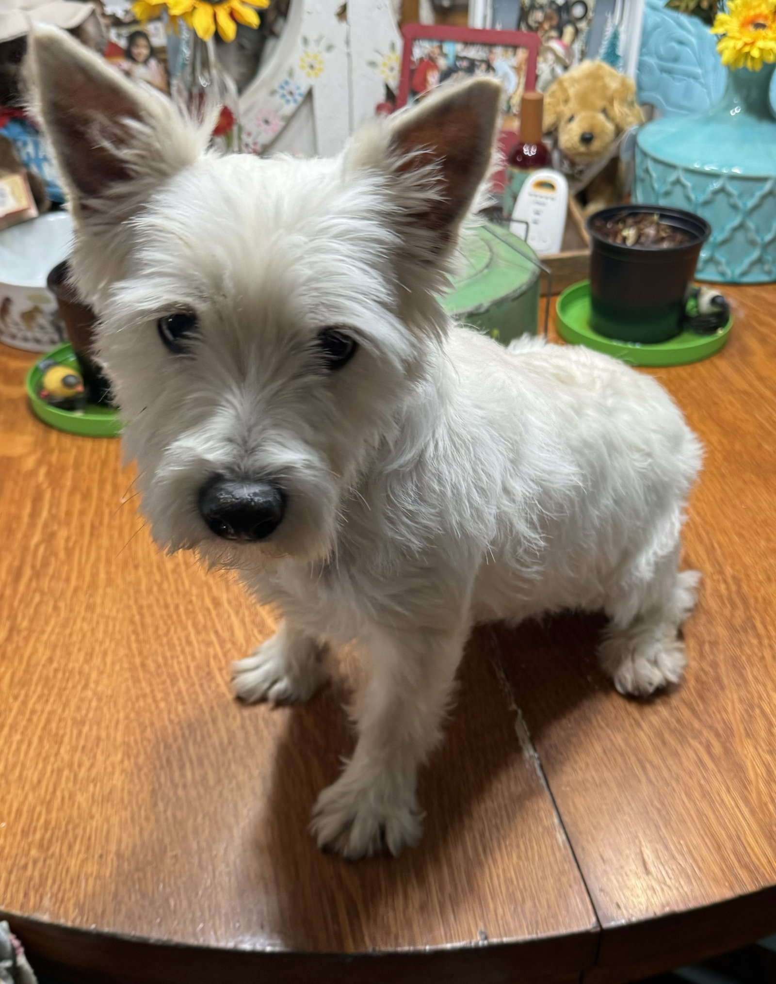 Dog for Adoption - Julie, a West Highland White Terrier Westie in Sioux ...