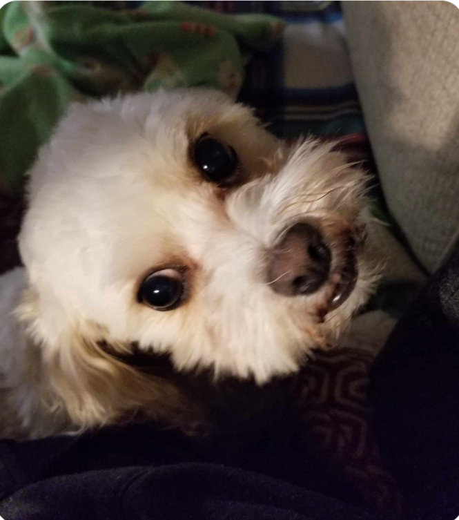 Dog for Adoption - Poppy, a Bichon Frise in Sioux Falls, SD | Alpha Paw