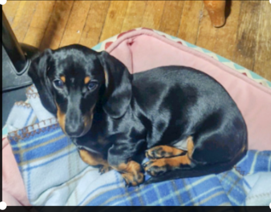 Dog for Adoption - Sam, a Dachshund in Sioux Falls, SD | Alpha Paw